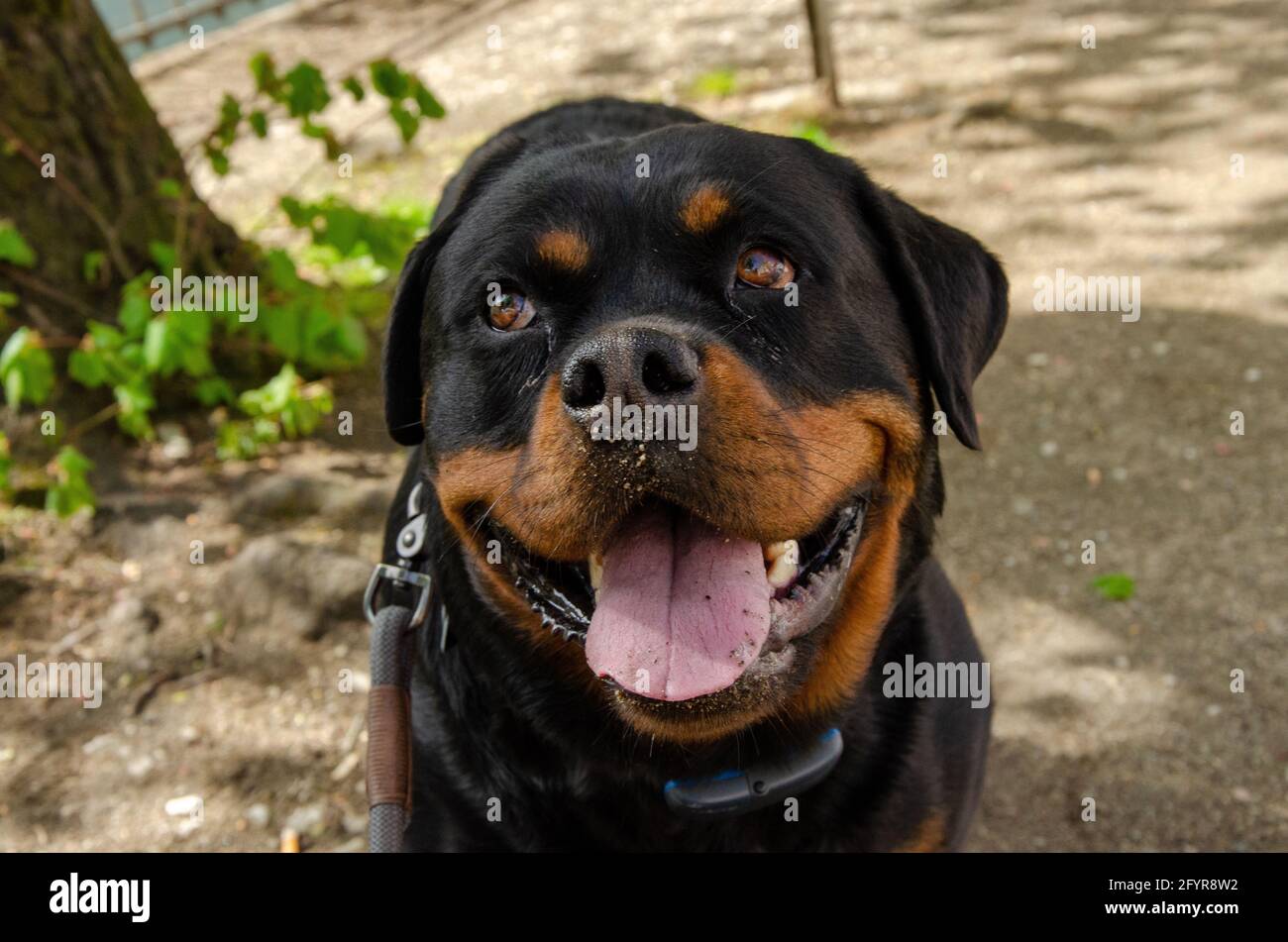 Happy Rottweiler Puppies