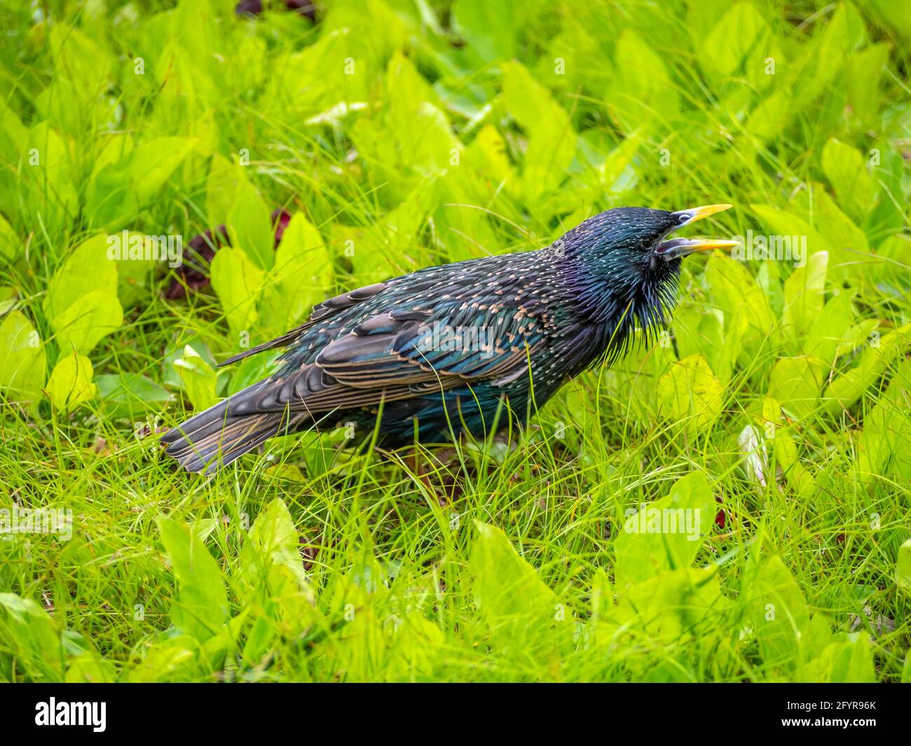 European starling central park new york hi-res stock photography and ...