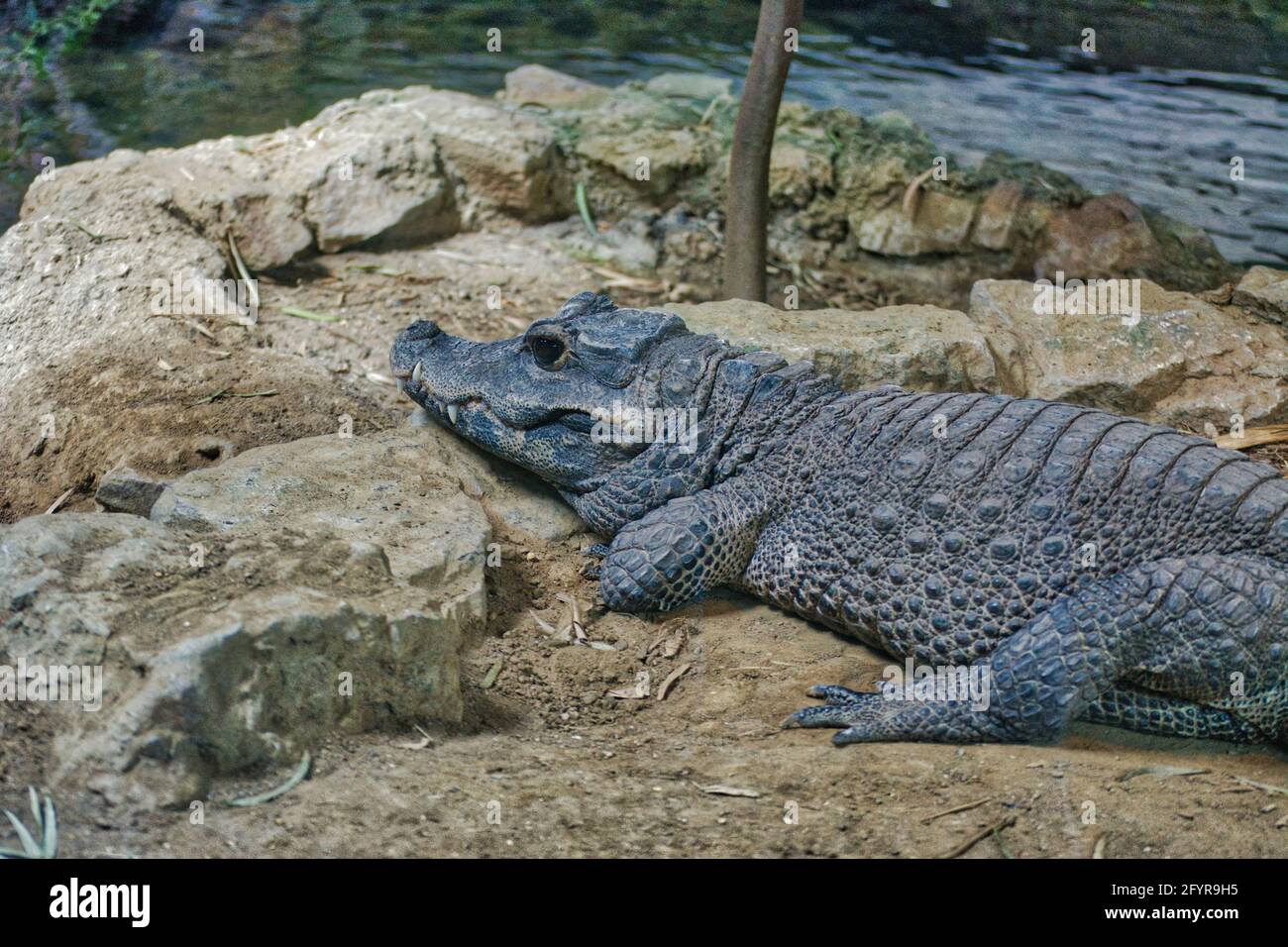 Scary crocodile hi-res stock photography and images - Alamy