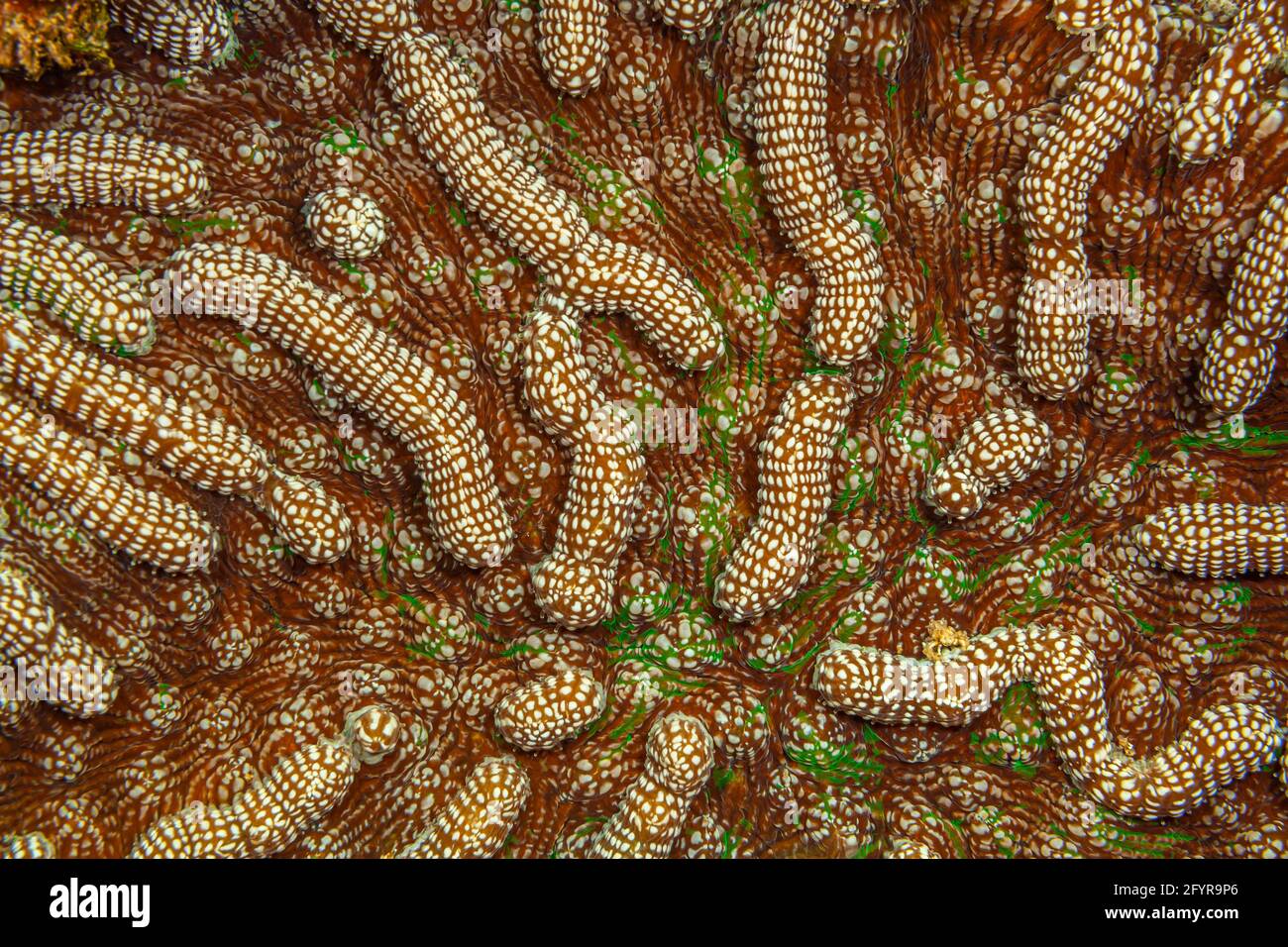 Diploria is a monotypic genus of massive reef building stony corals in ...