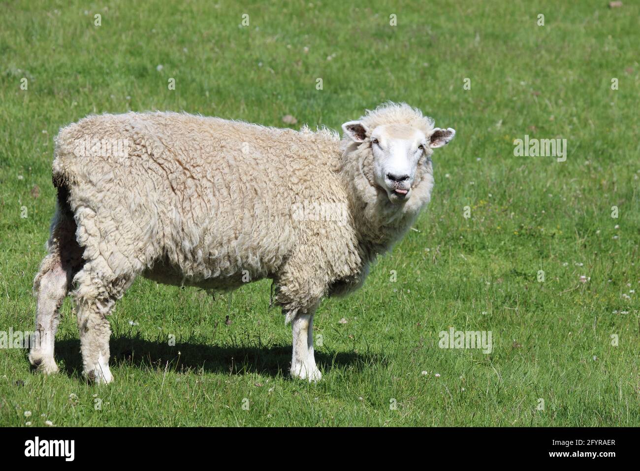 Romneyschaf / Romney sheep / Ovis Stock Photo - Alamy
