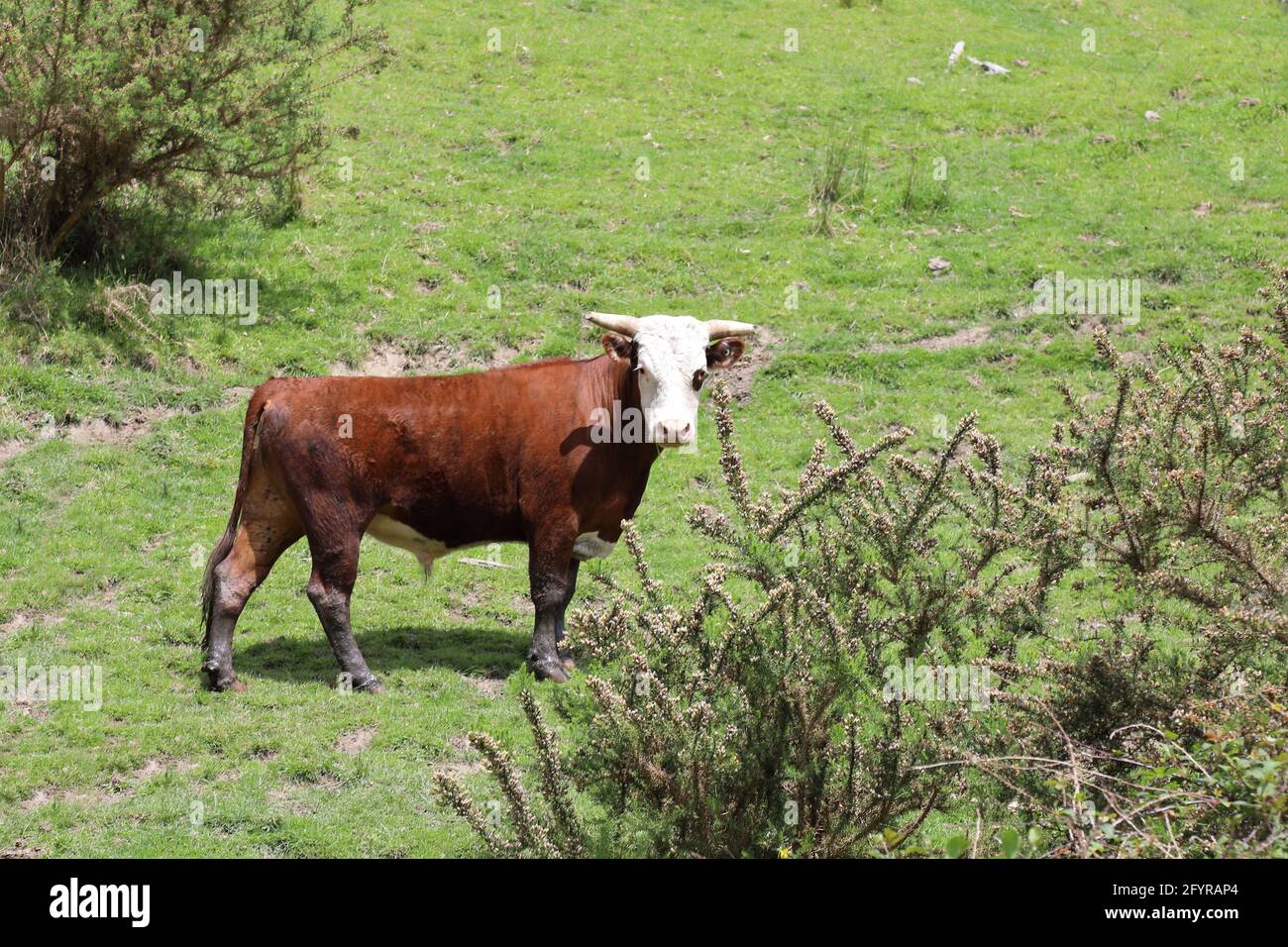 Rind / Cattle / Bovinae Stock Photo - Alamy