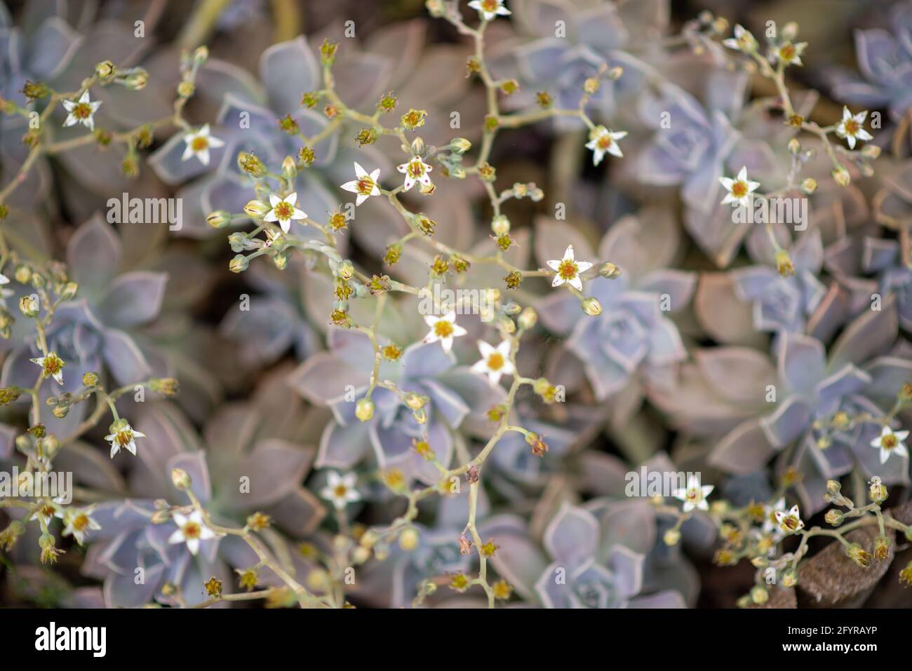 beautiful plant with small white flowers Stock Photo - Alamy