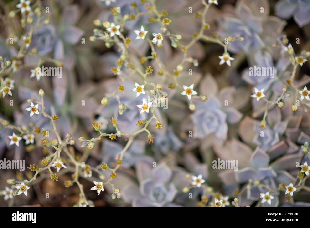 beautiful plant with small white flowers Stock Photo - Alamy
