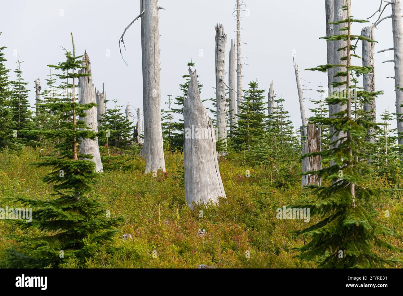 New Trees Growing Next To Dead Burned Trees Stock Photo - Alamy