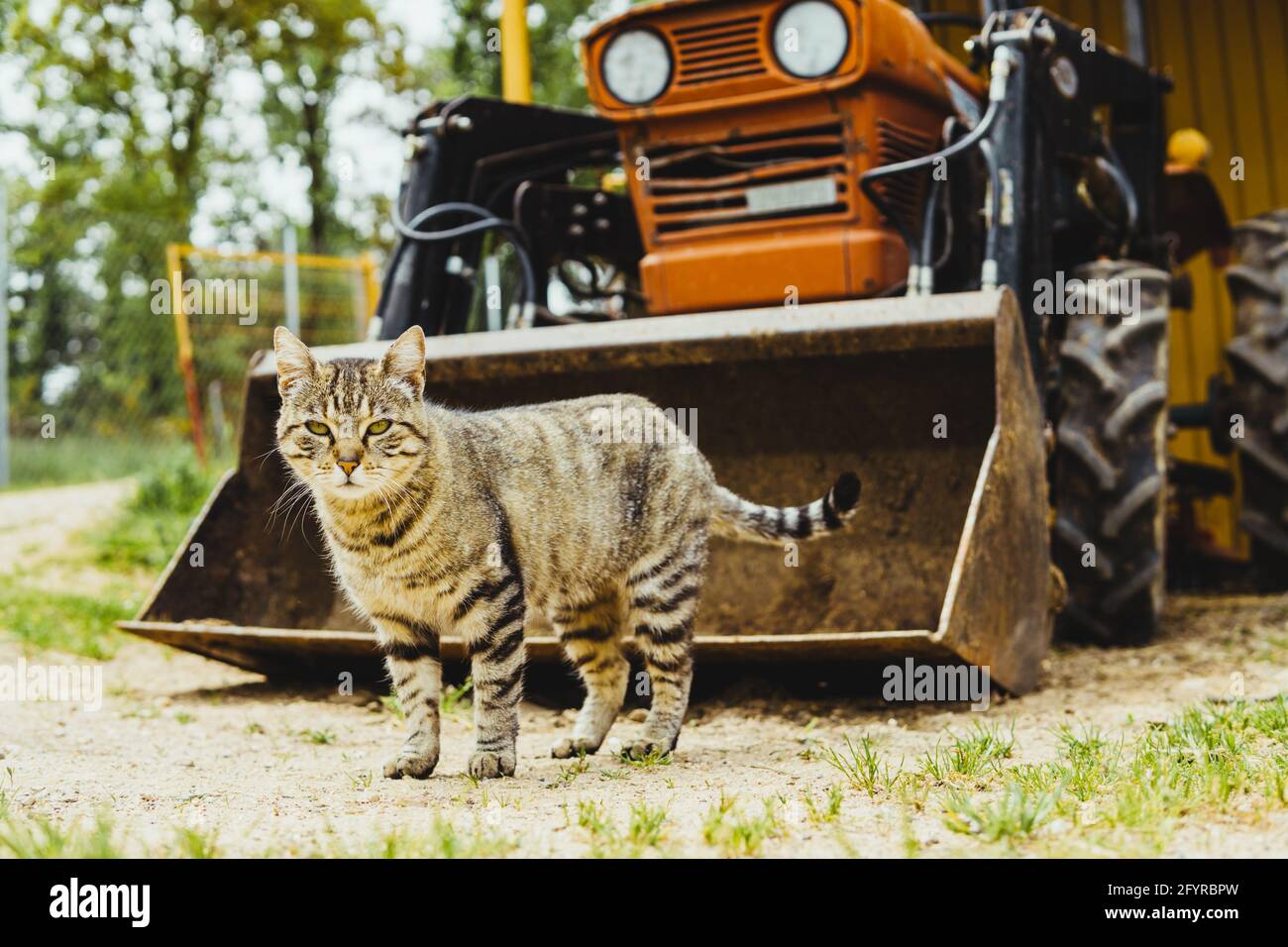 Garden in a tire hi-res stock photography and images - Alamy