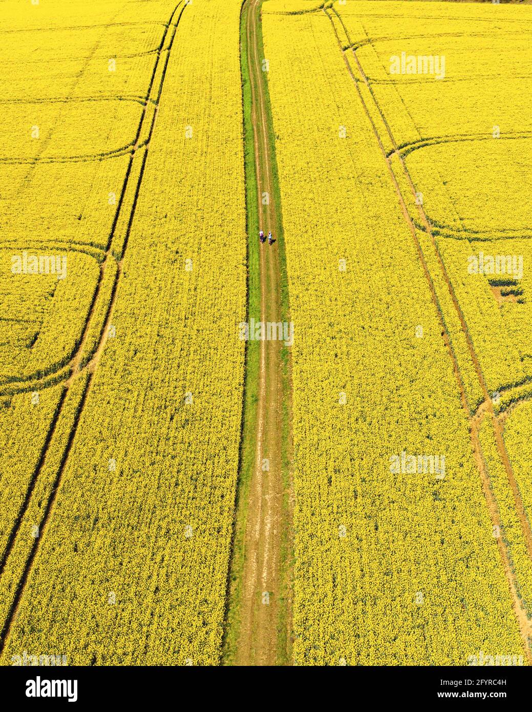 Aerial view of a yellow rapeseed field, the agricultural fields Stock ...