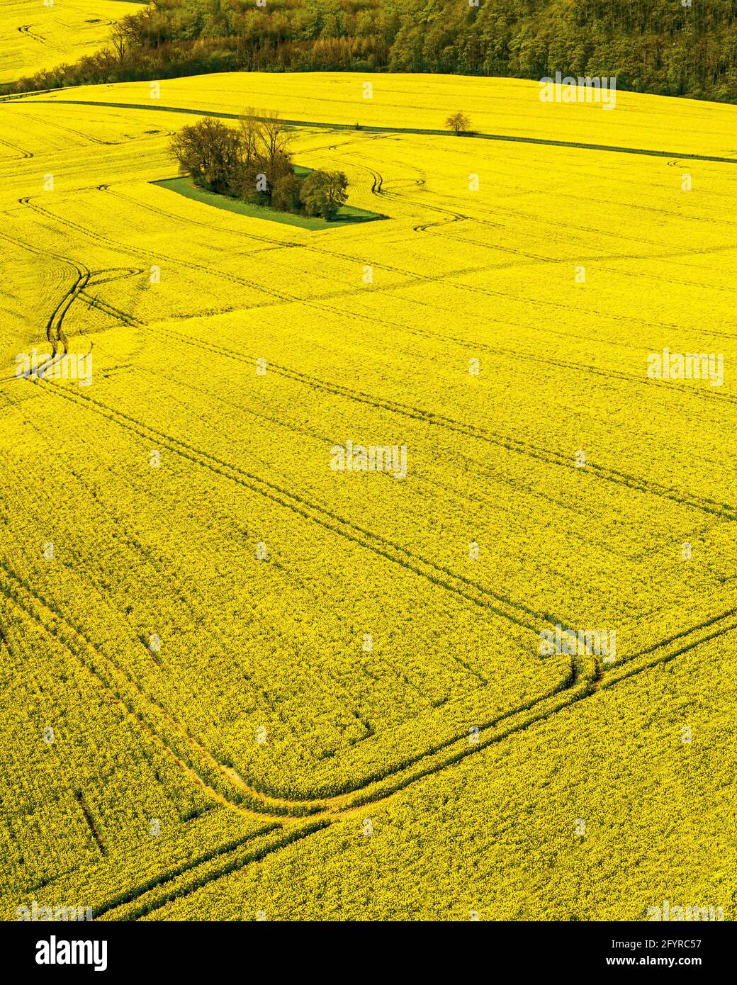 Aerial view of a yellow rapeseed field, the agricultural fields Stock ...