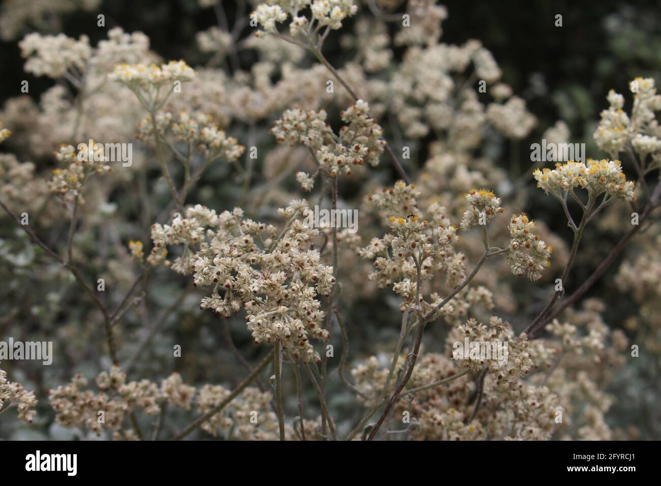 Imphepho High Resolution Stock Photography and Images - Alamy