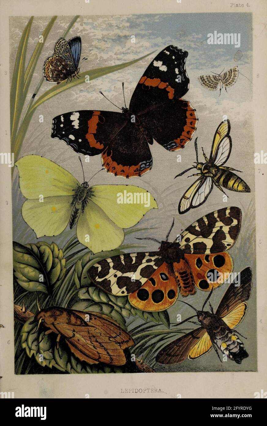 British butterfly vector hi-res stock photography and images - Alamy