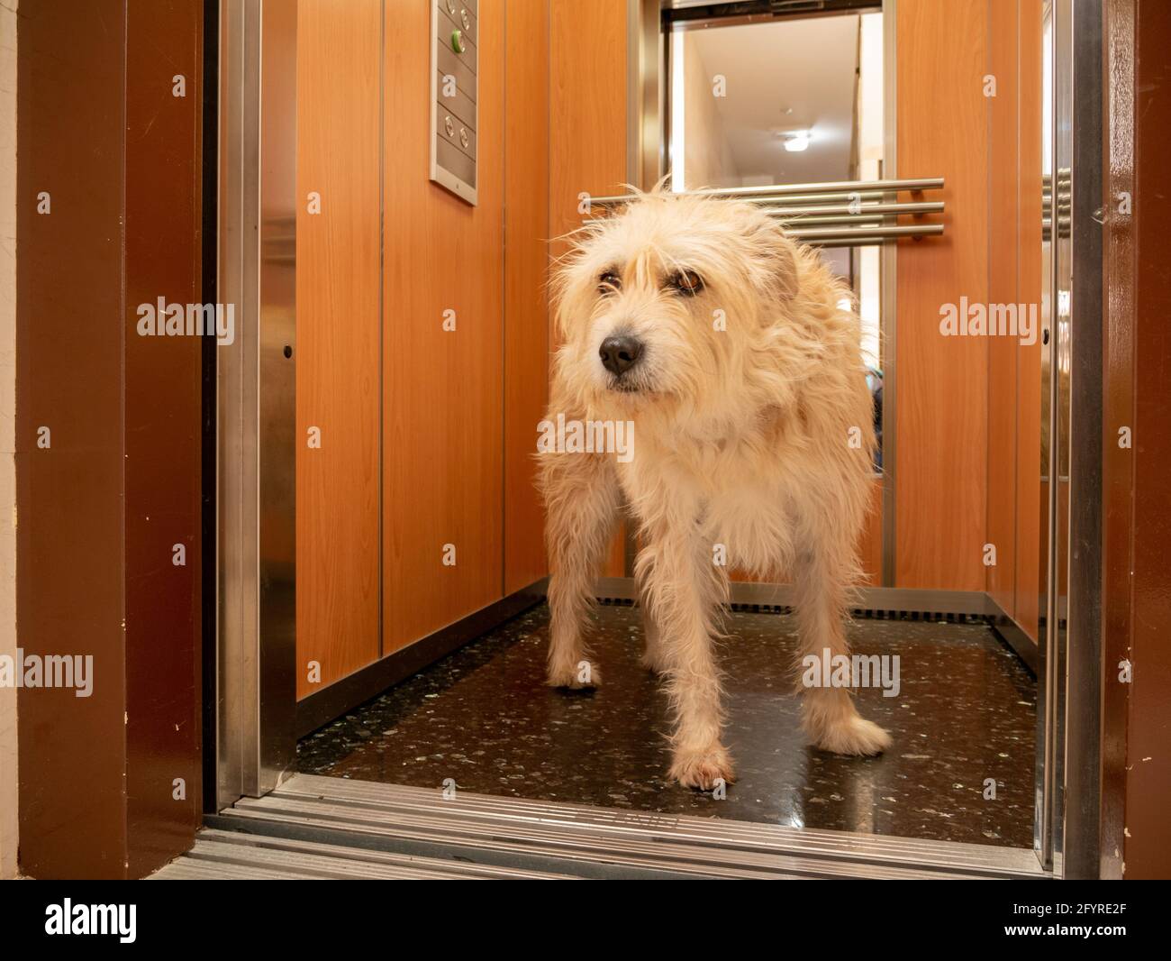 Dog elevator hi-res stock photography and images - Alamy