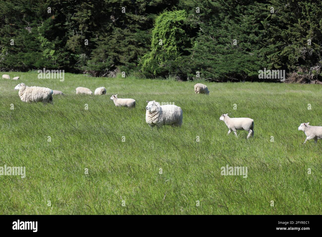 Coopworthschaf / Coopworth sheep / Ovis Stock Photo - Alamy