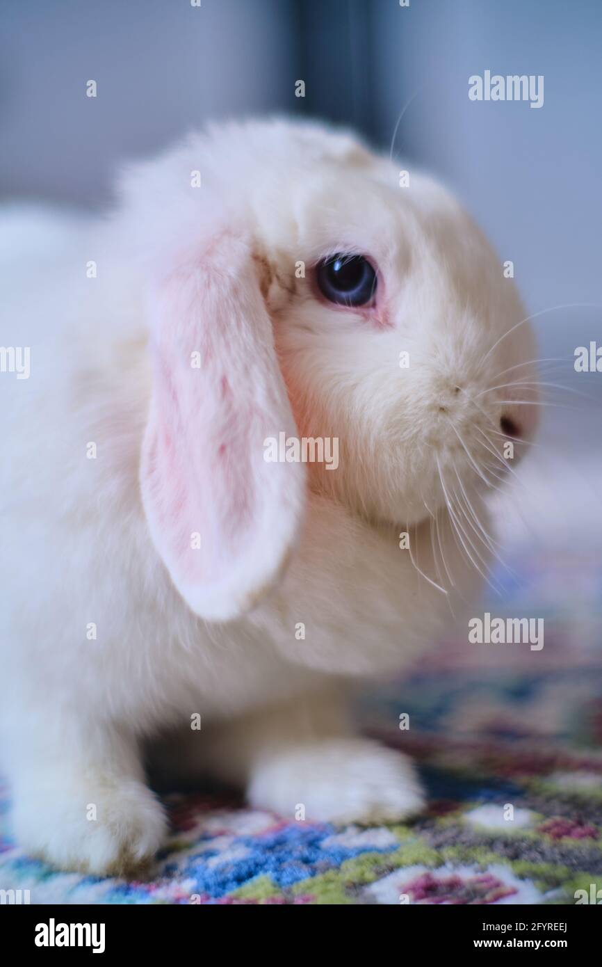 White holland lop hi-res stock photography and images - Alamy