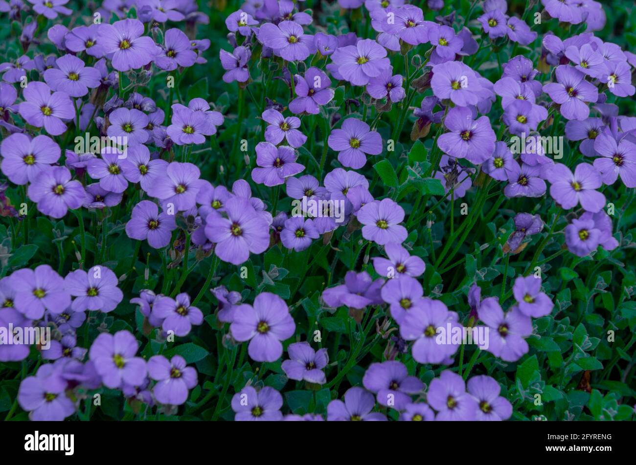 purple moss flowers as a texture or background Stock Photo - Alamy