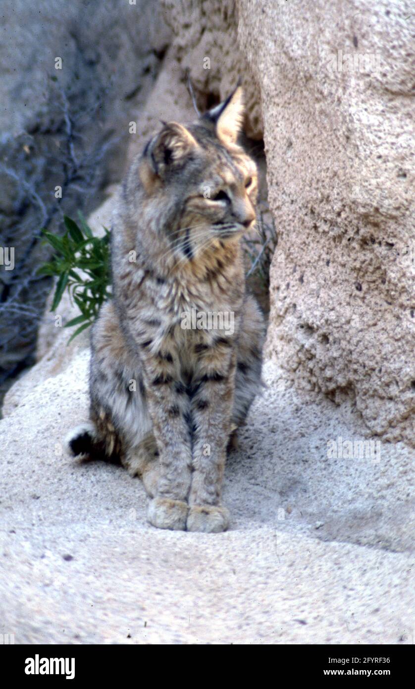 Wild Cat Species In Arizona
