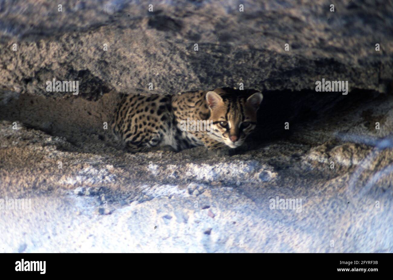 Predatore pericolo pericolo predatore hi-res stock photography and ...