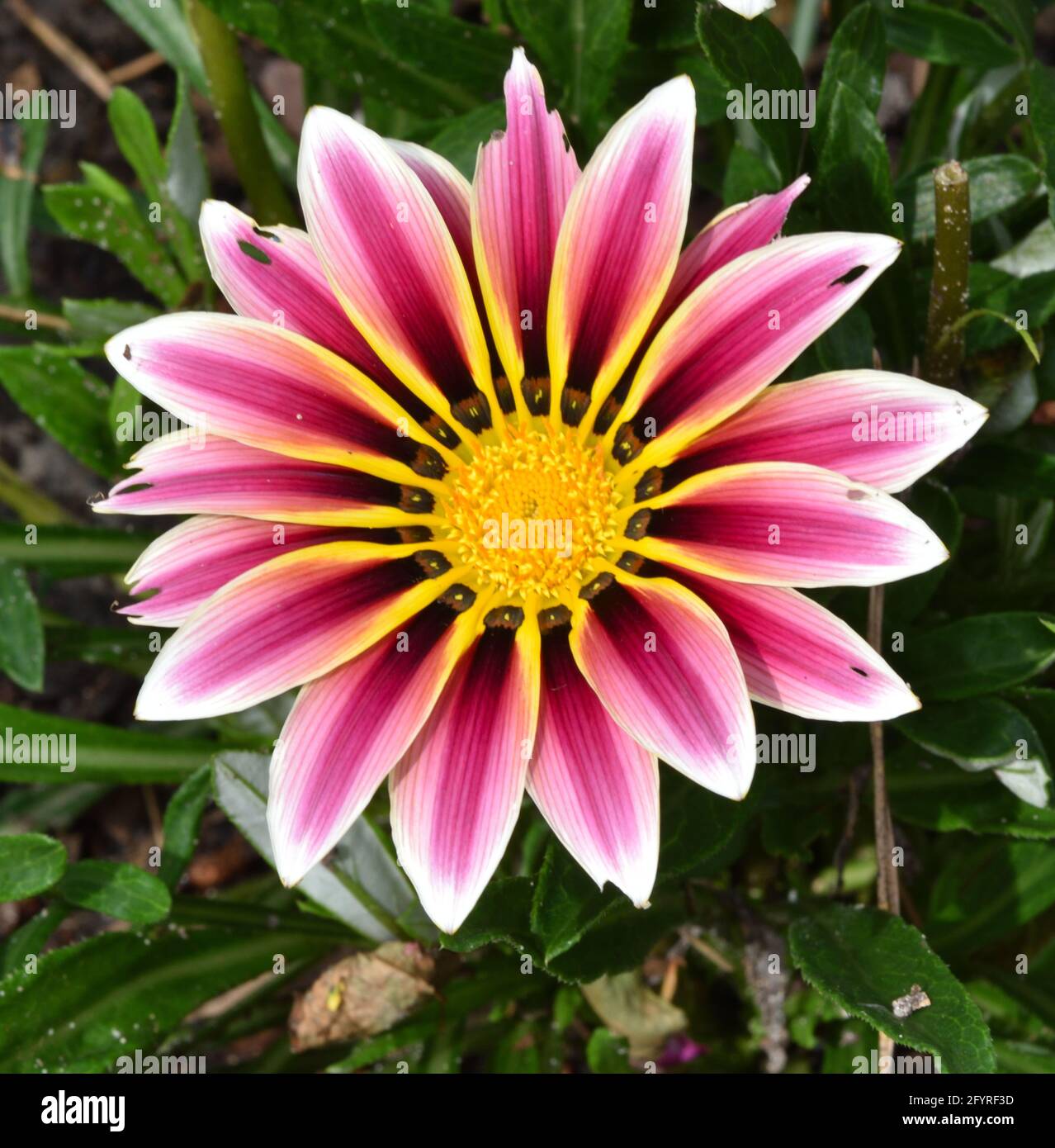 A close up image of a pink/purple Gazania with a bright yellow center ...