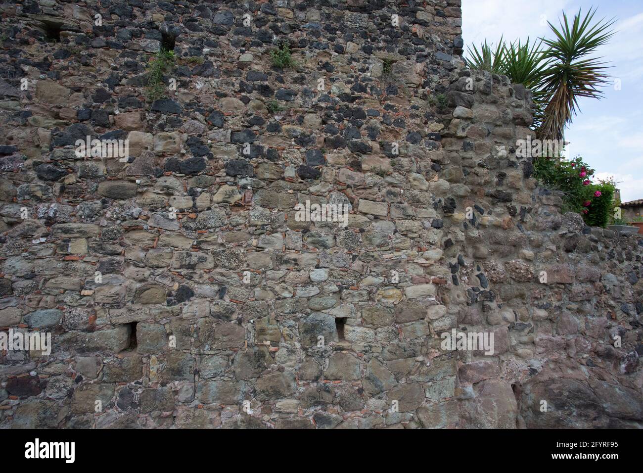 Dracaena palm tree on medieval cobblestones wall made of round stones ...