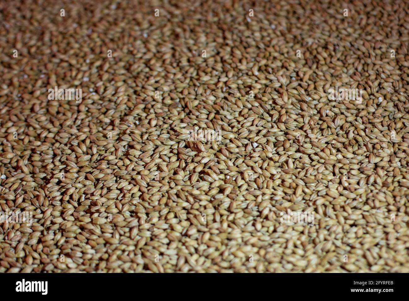 Barley grains in storage. Grain background, grain mass texture Stock ...