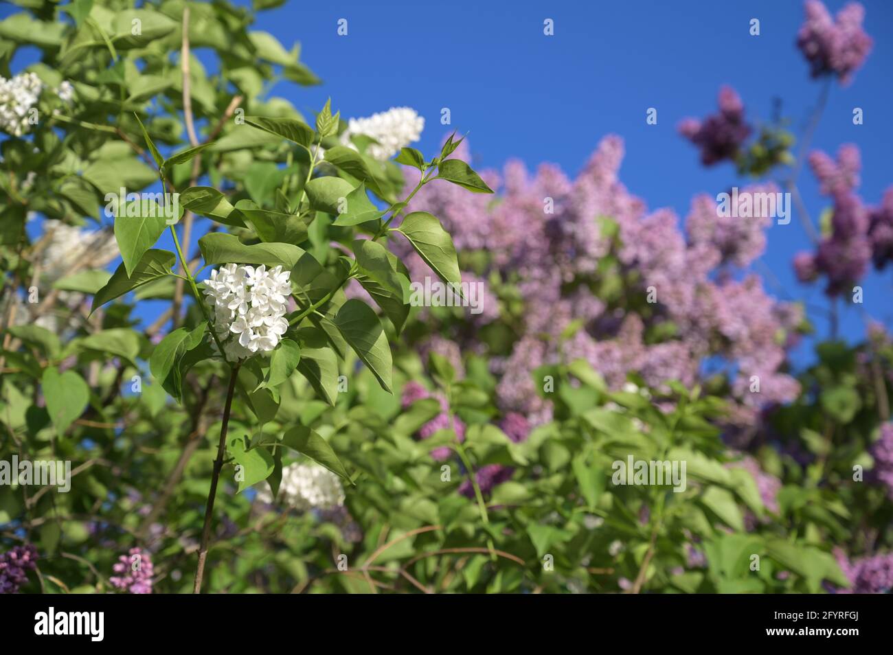 Lilacs bloom on tree hi-res stock photography and images - Alamy