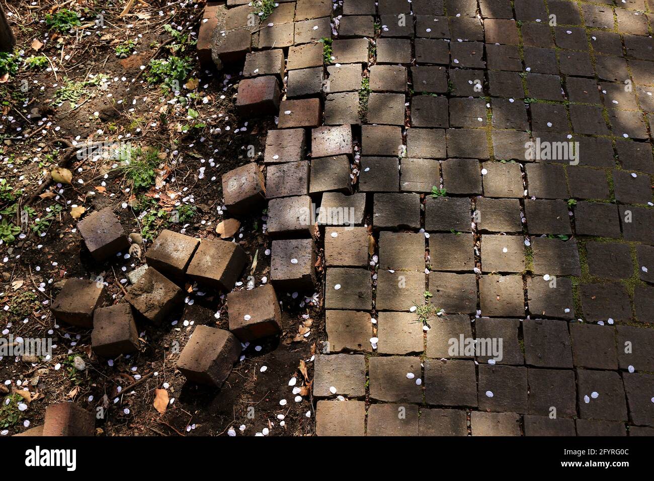 A crumbling brick promenade in a park where cherry blossom petals fall ...