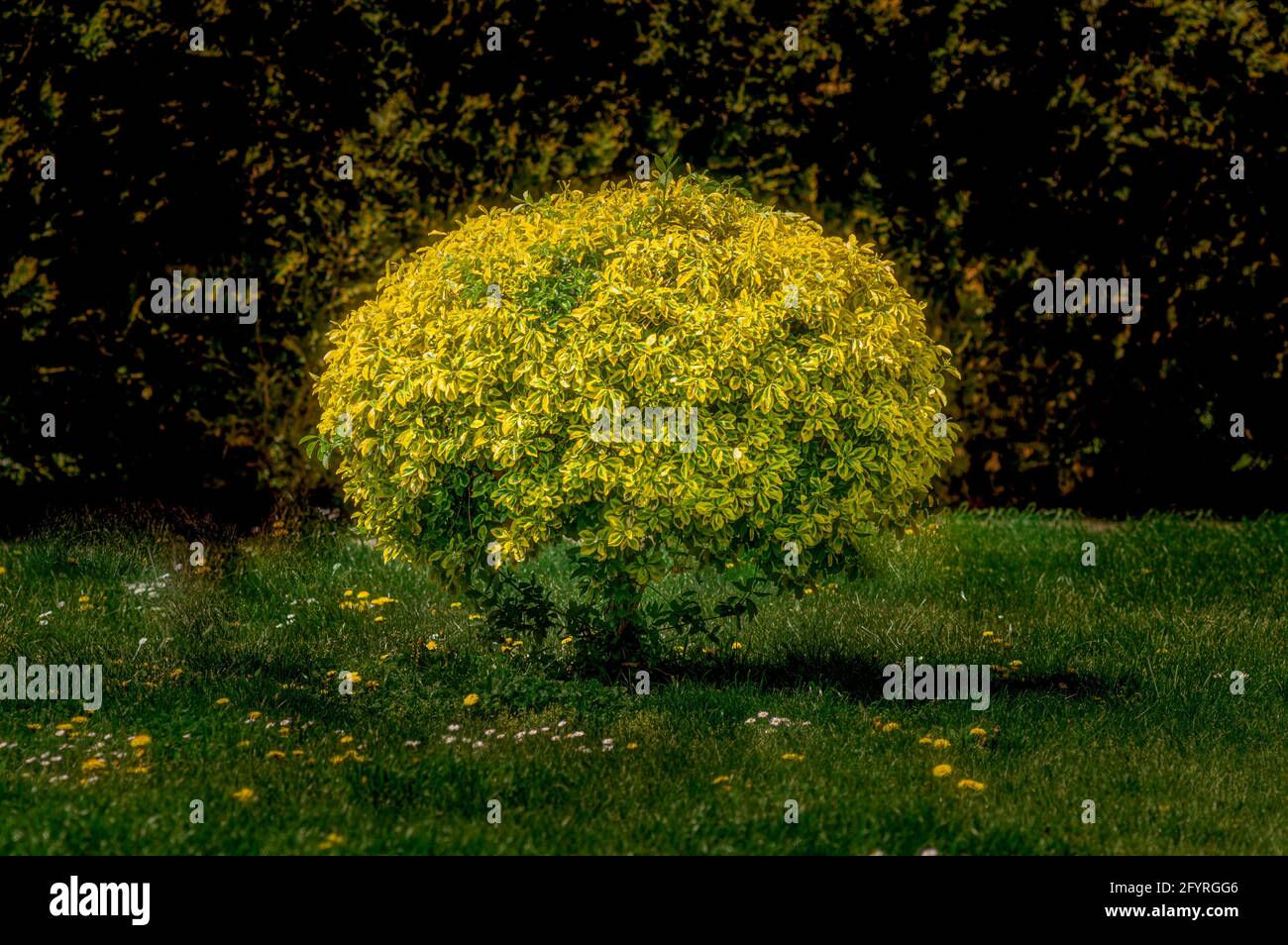 Fortune's spindle shrub growing in the picturesque terrain Stock Photo ...