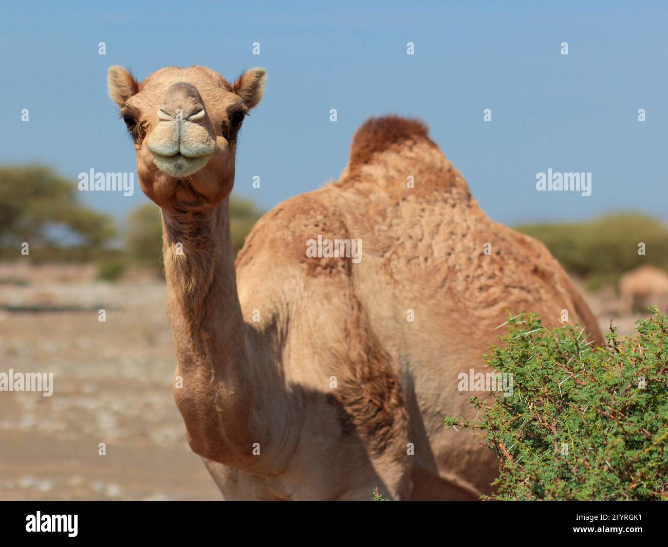 The head of a camel looks toward the camera. In Oman Stock Photo - Alamy