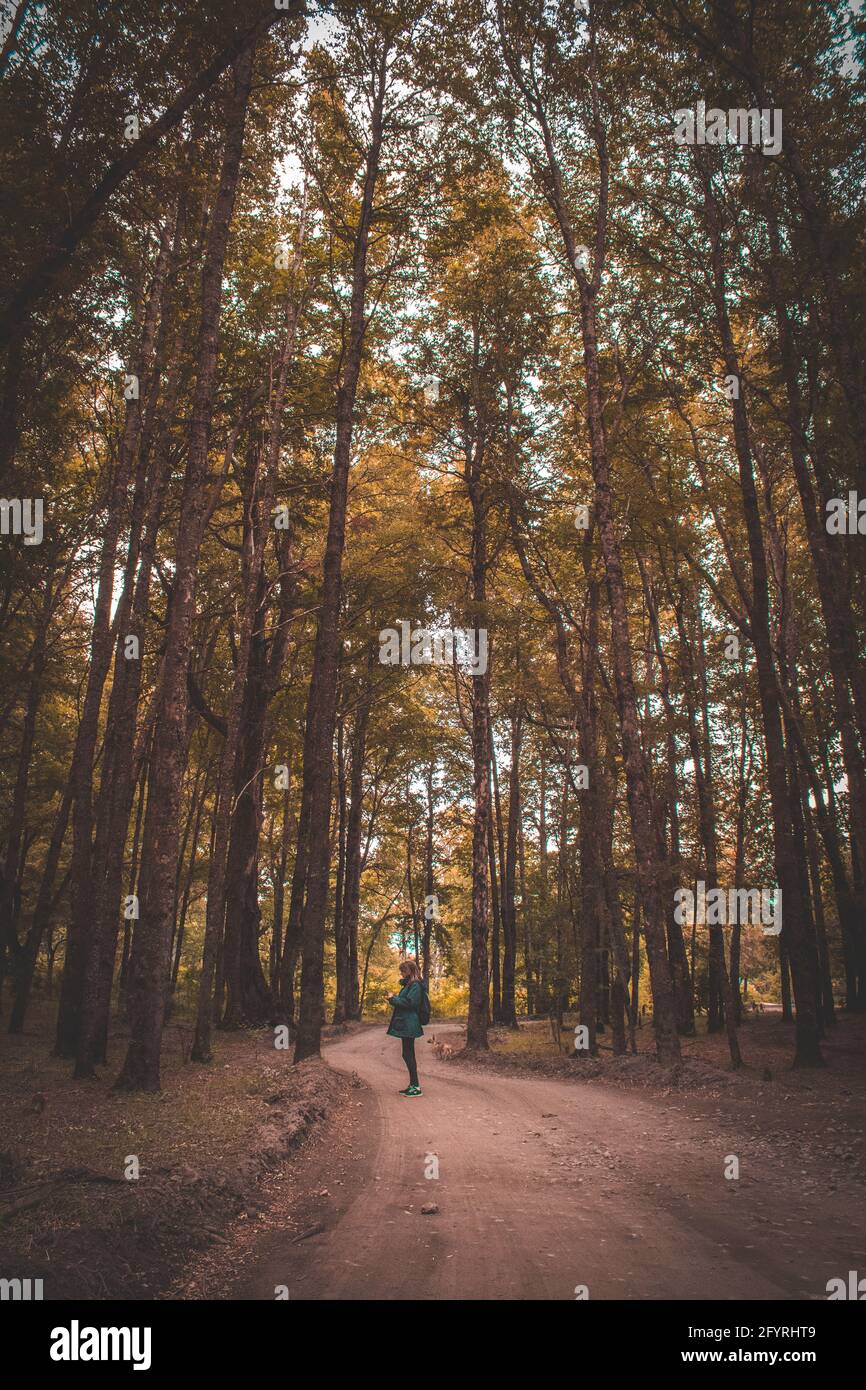 Vertical shot of a person in a forest with tall trees Stock Photo - Alamy