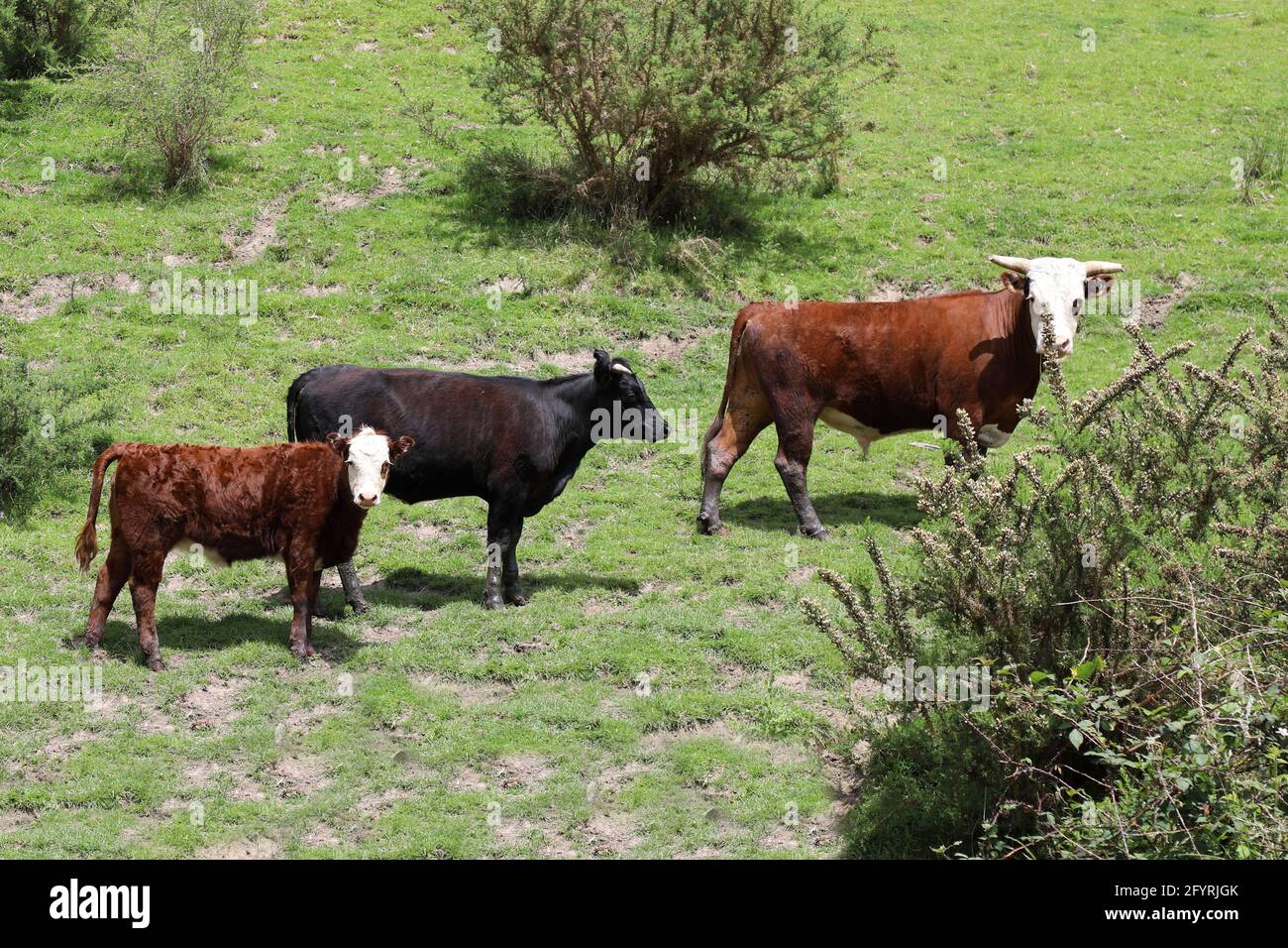 Rind / Cattle / Bovinae Stock Photo - Alamy