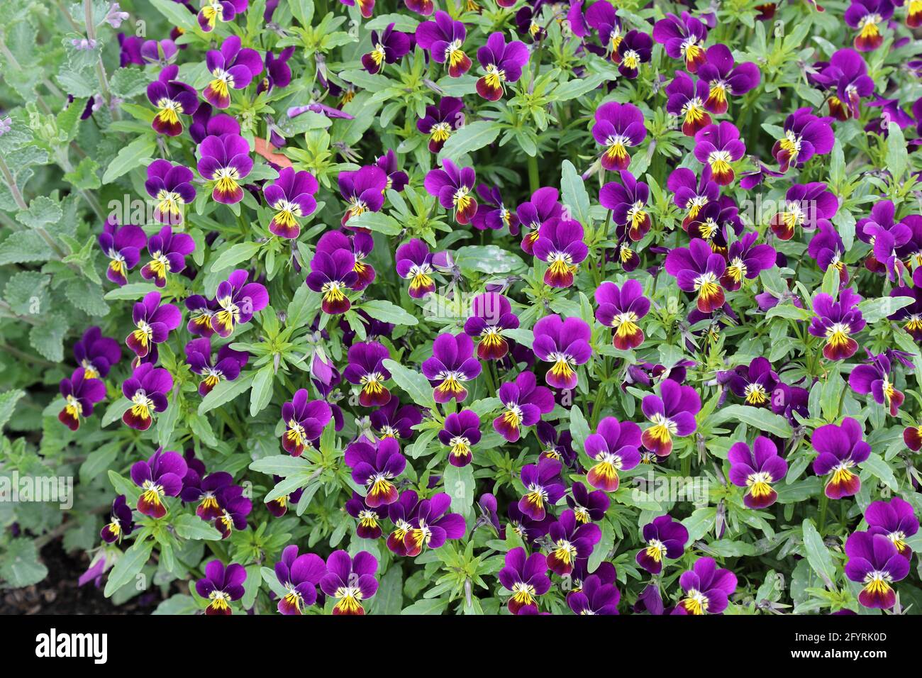 Neuseeland blume hi-res stock photography and images - Alamy