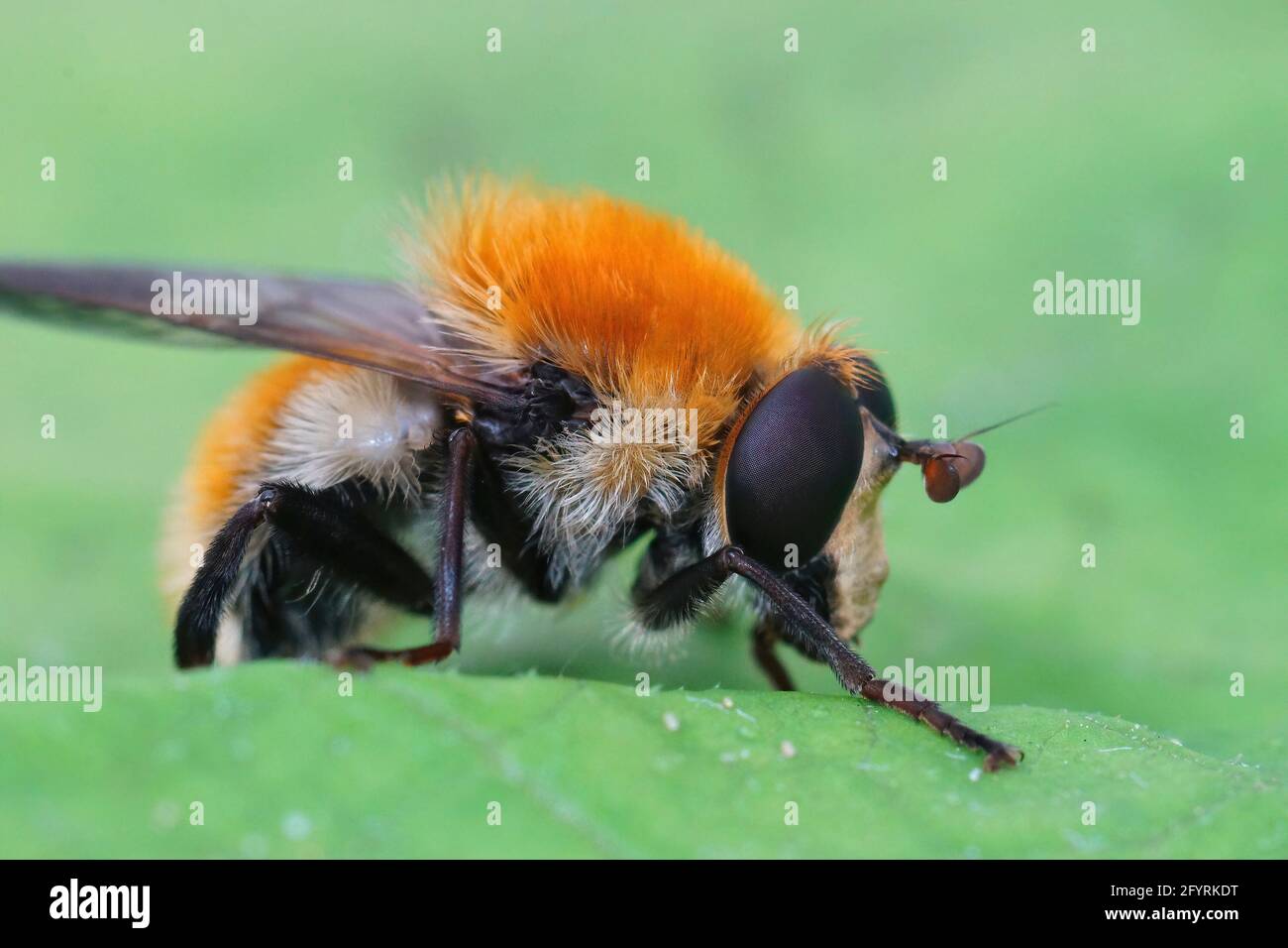 Closeup shot of hairy and colorful Dimorphic Bear hoverfly, Criorhina ...
