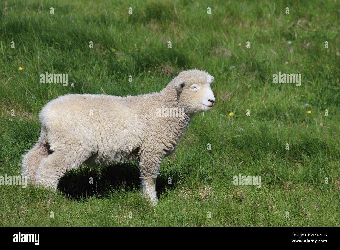Romneyschaf / Romney sheep / Ovis Stock Photo - Alamy
