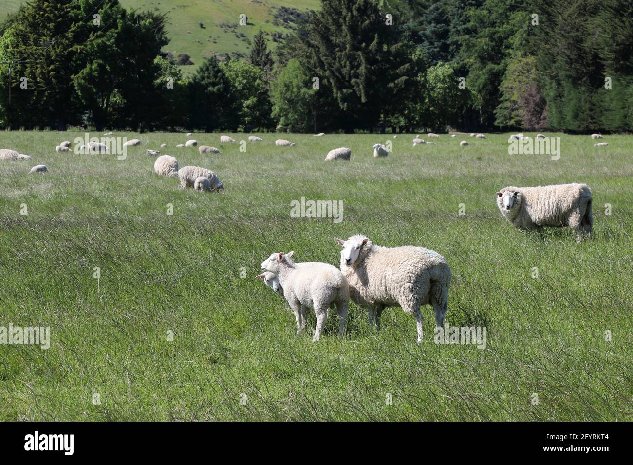 Coopworthschaf / Coopworth sheep / Ovis Stock Photo - Alamy