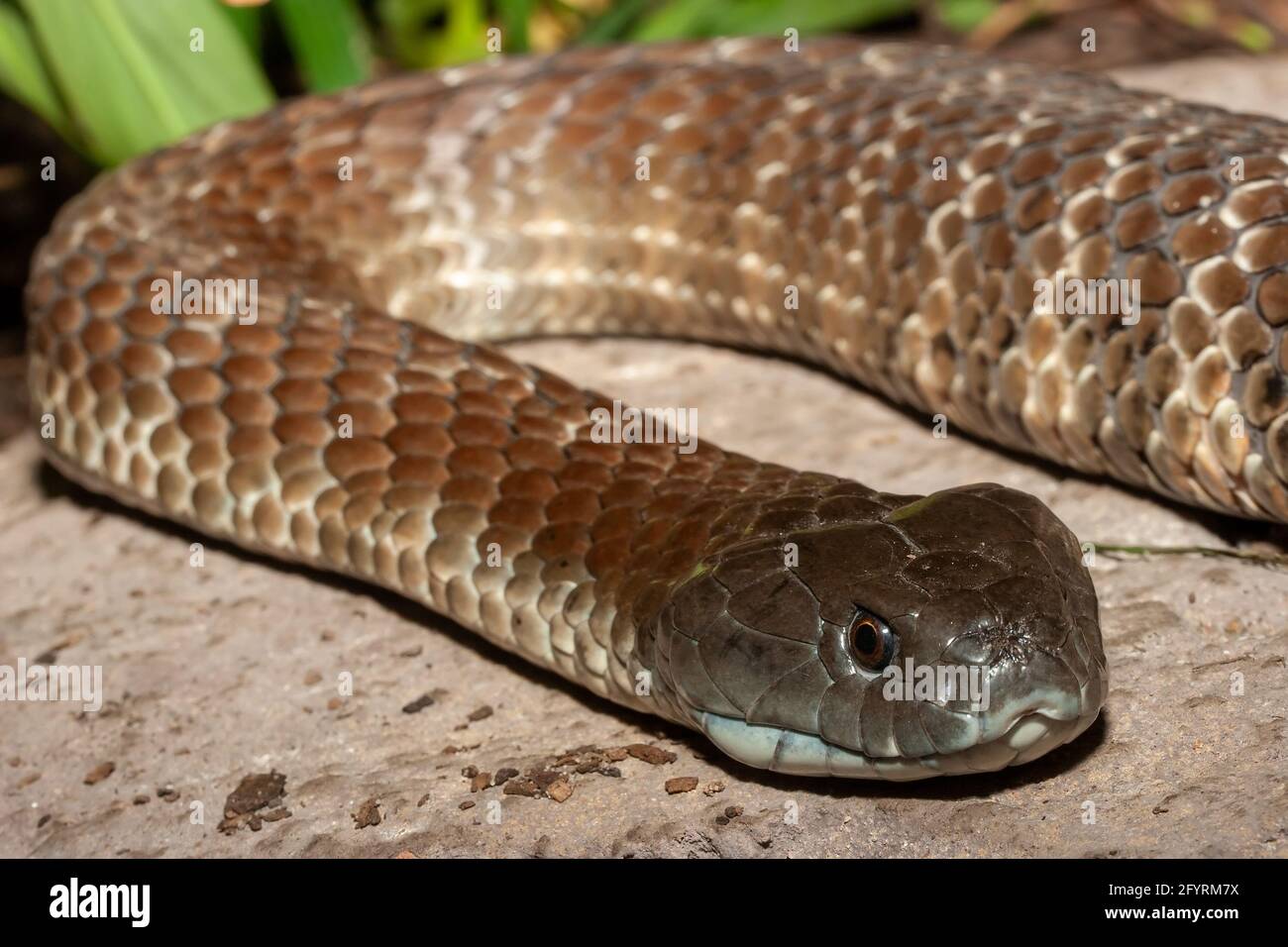 Highly venomous Australian Eastern Tiger Snake Stock Photo - Alamy