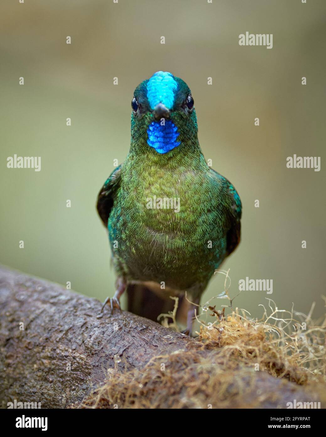 Portrait of hummingbird looking straight ahead Stock Photo - Alamy