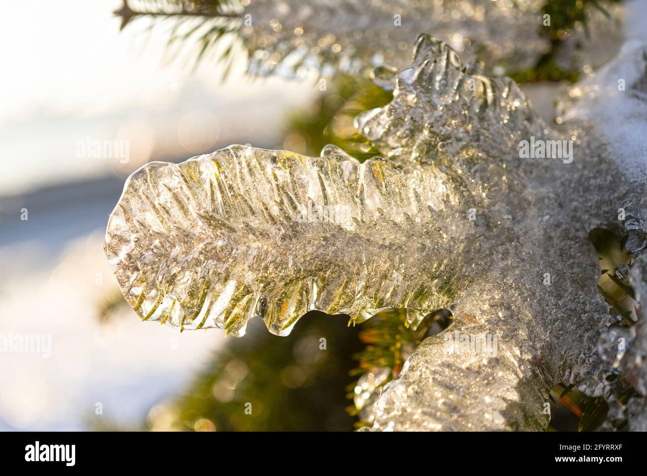 Fir under snow hi-res stock photography and images - Alamy