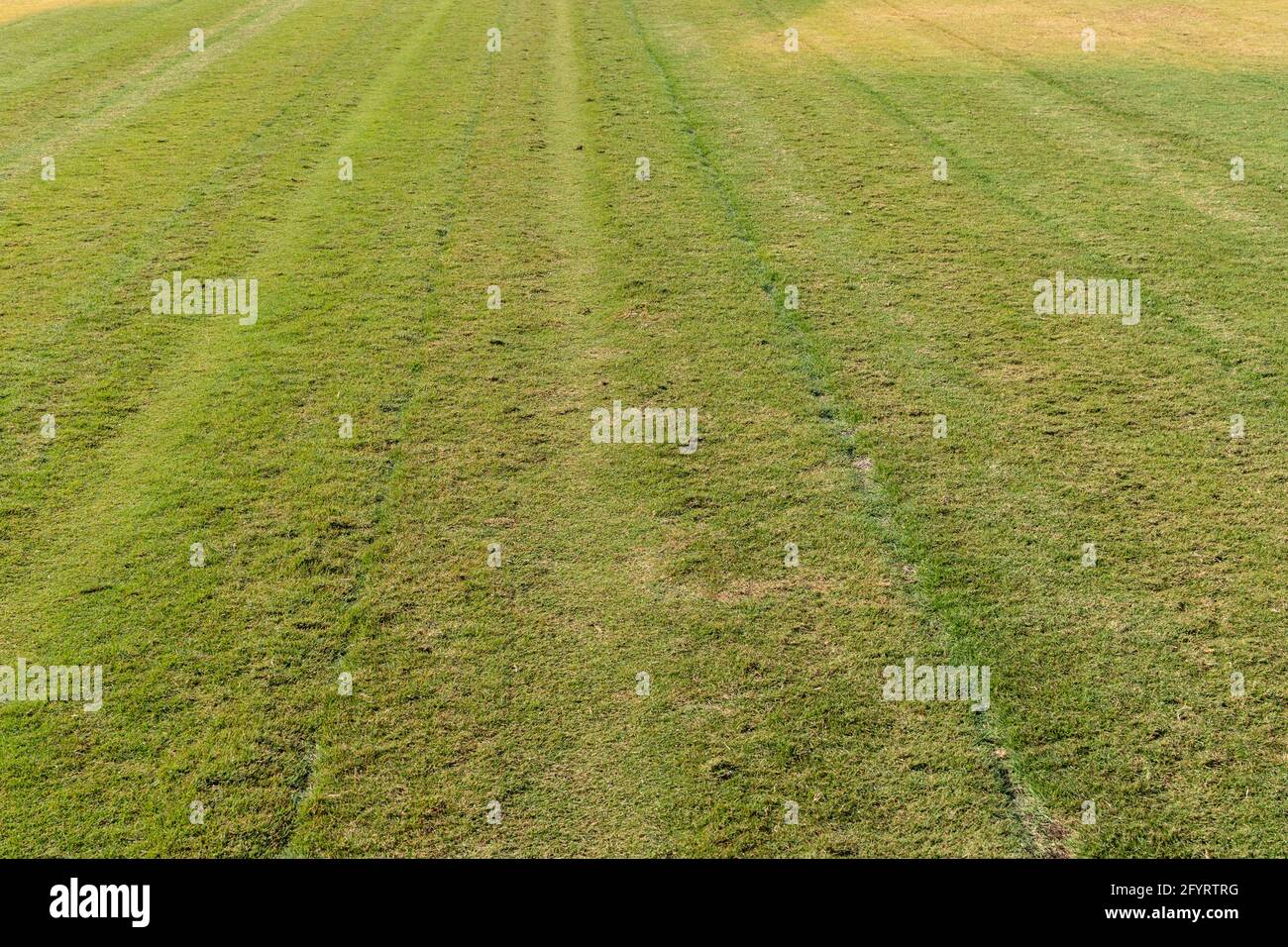 Grass running lanes on a sports field in Queensland, Australia Stock ...