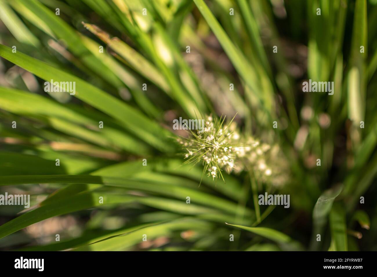 Selective focus on spiky green and white flowers in an Australian ...
