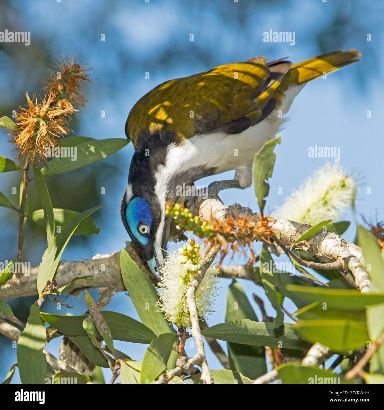 Blue-faced Honeyeater, Entomyzon cyanotis, feeding on nectar of flowers ...