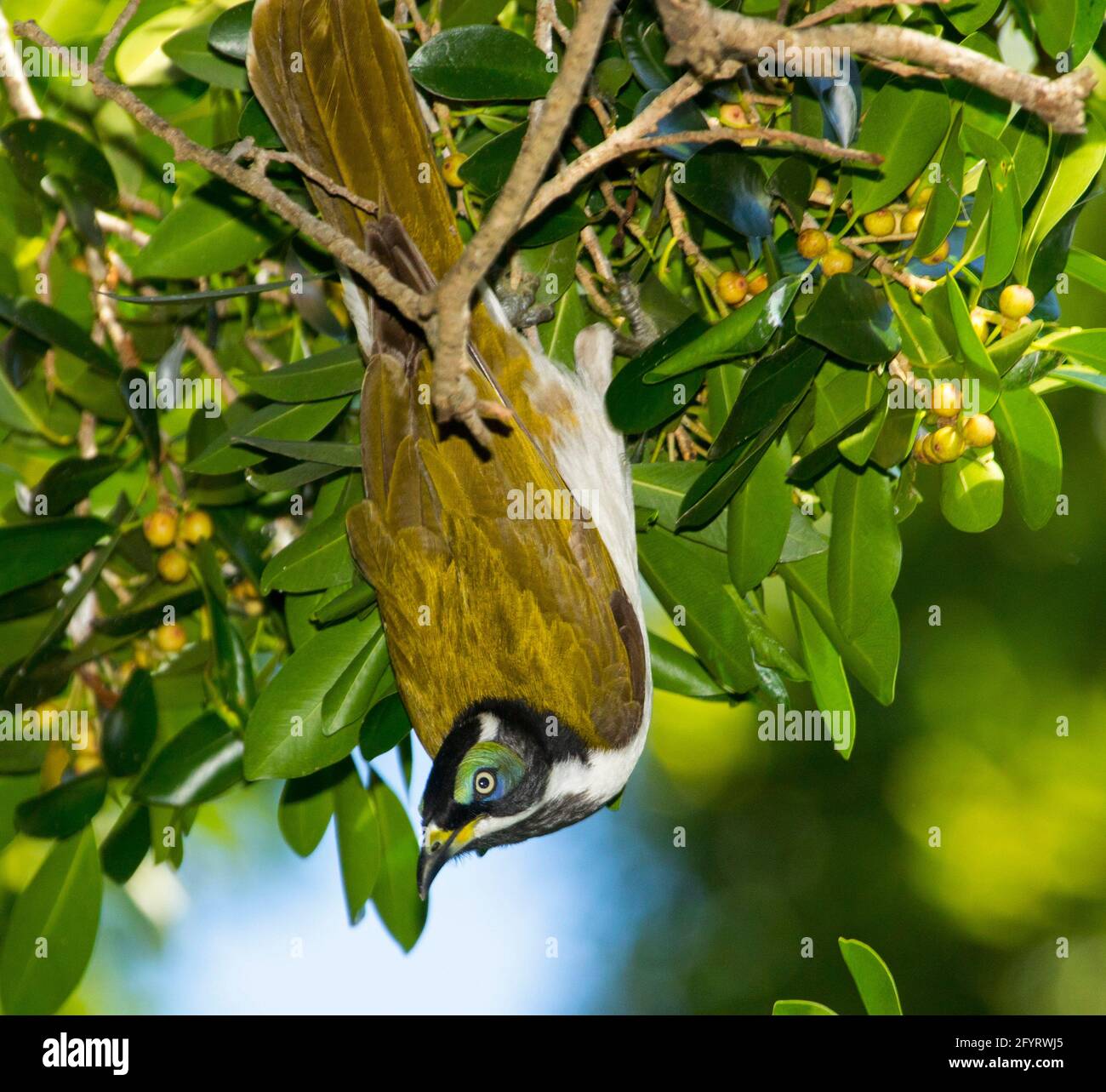 Juvenile Blue-faced Honeyeater, Entomyzon cyanotis, hanging upside down ...