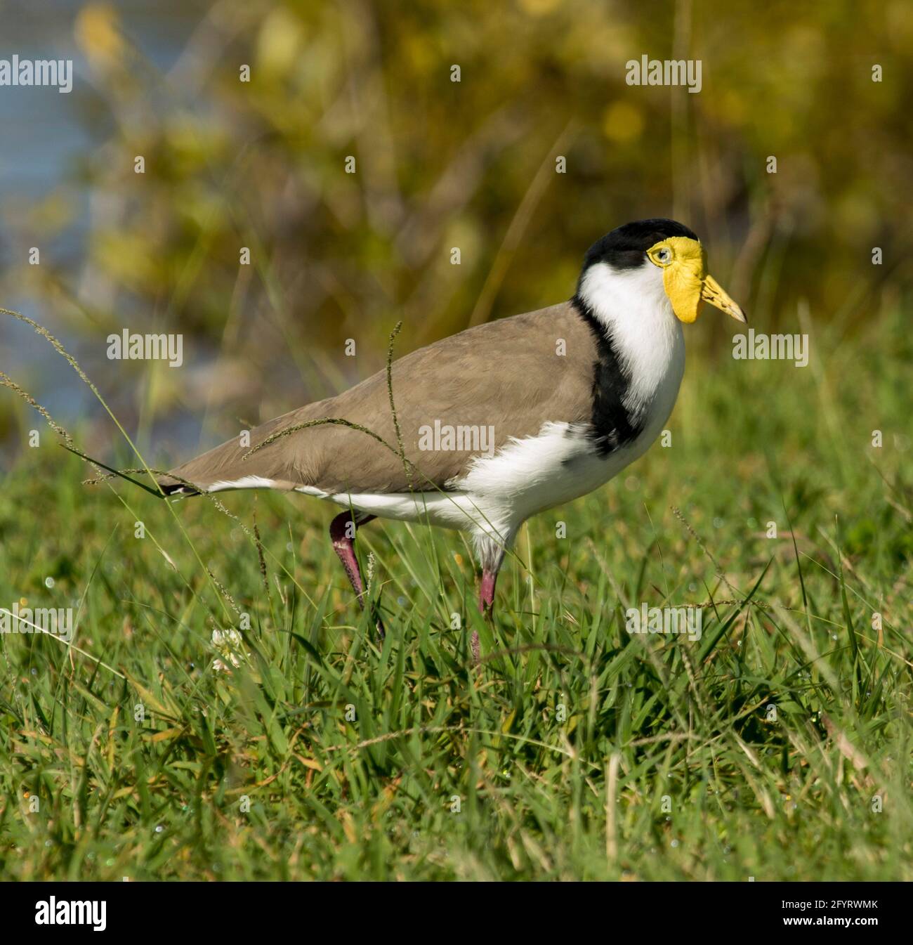 Masked Lapwing / Plover, Vanellus miles, walking through green grass in ...