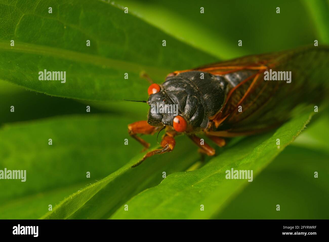 A 17-year periodical adult cicada on a green leaf following the Brood X ...