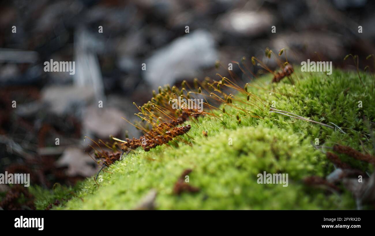 A macro shot of a bright green moss on a rock Stock Photo - Alamy