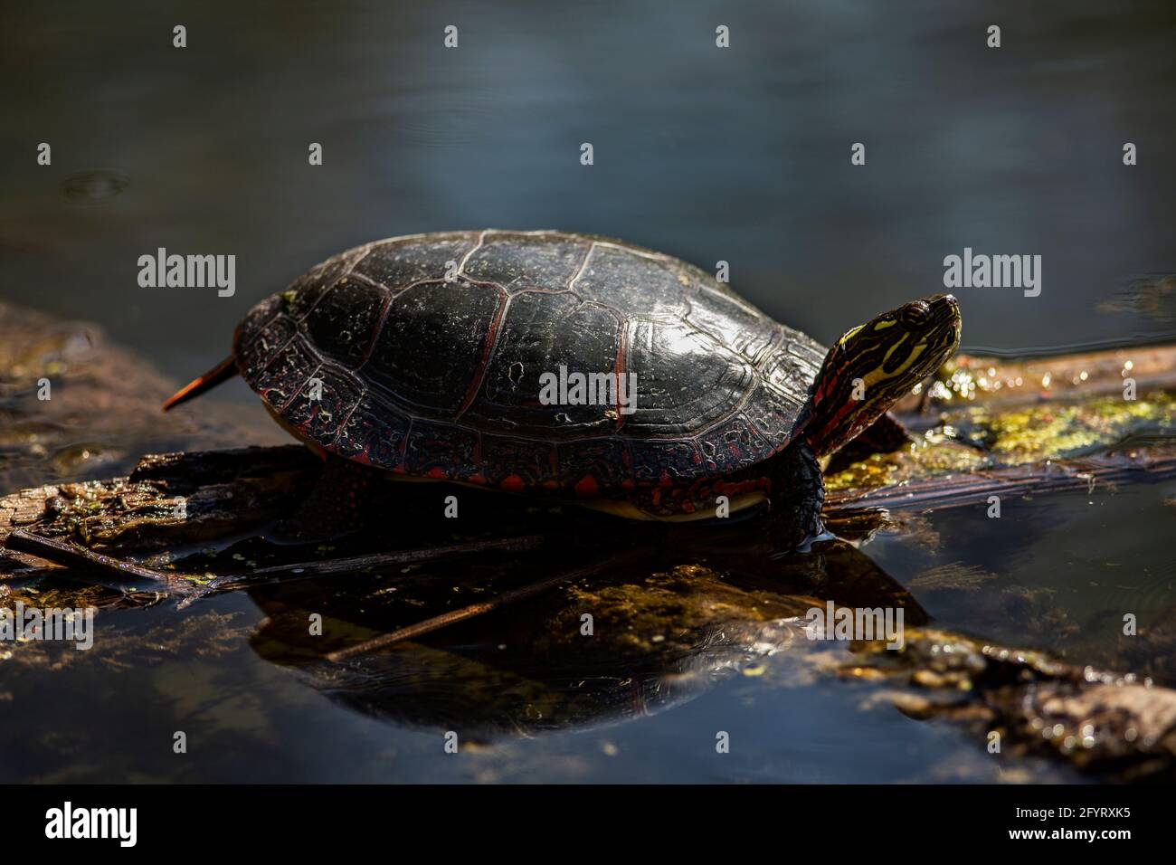 Black Pond Turtle High Resolution Stock Photography and Images - Alamy