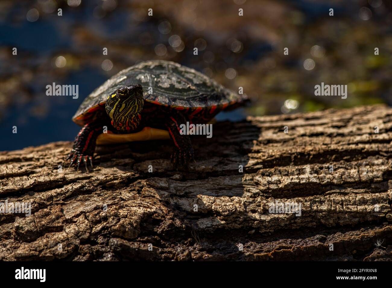A painted turtle soaks up the sun in a pond. Chrysemys picta Stock ...