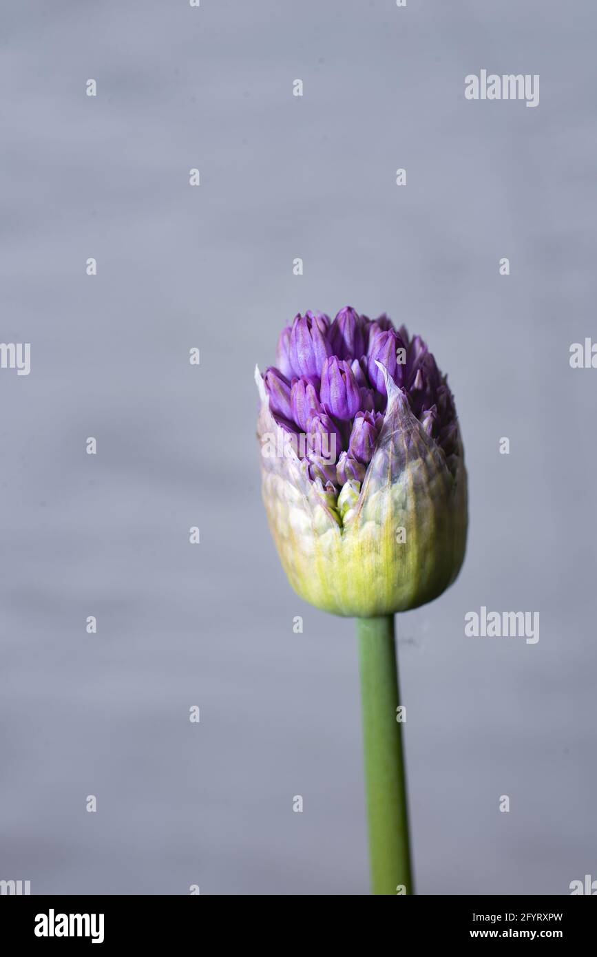 Spring onion flower natural hi-res stock photography and images - Alamy
