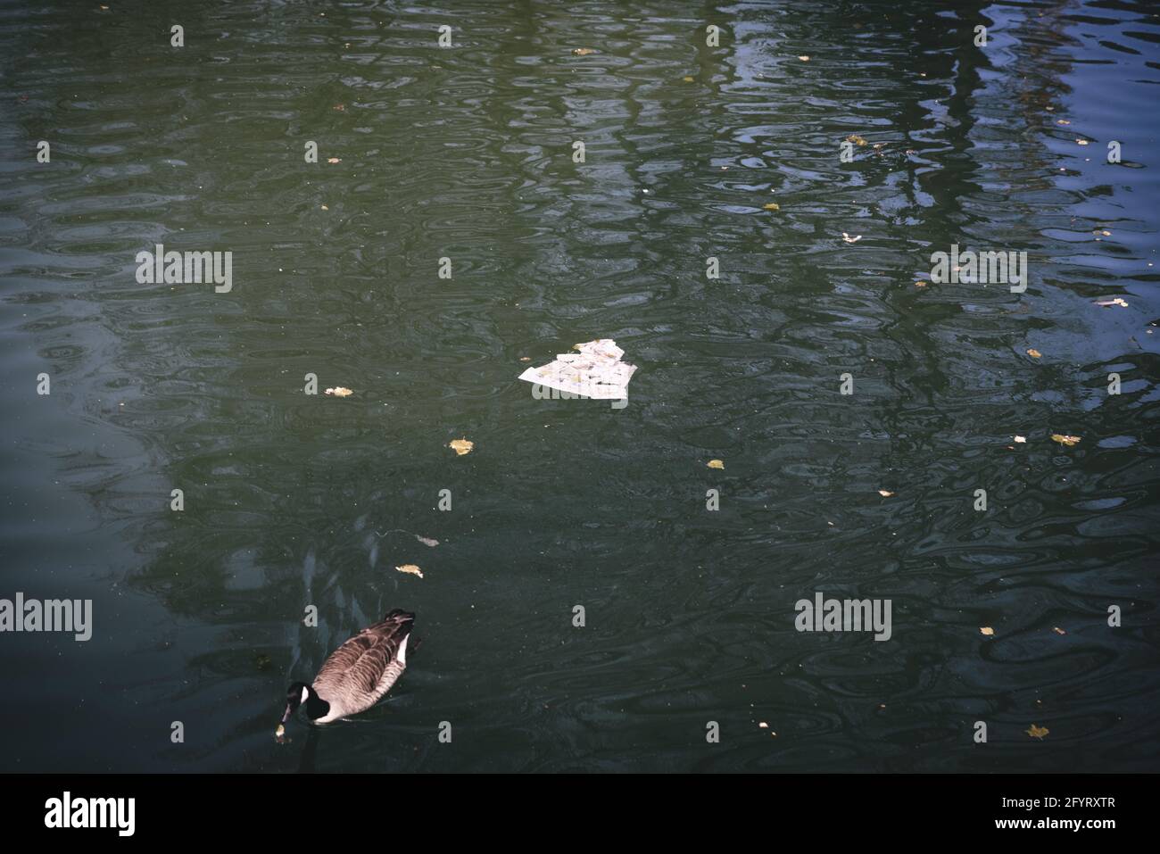 A duck floating on the lake water next to thrown garbage ...