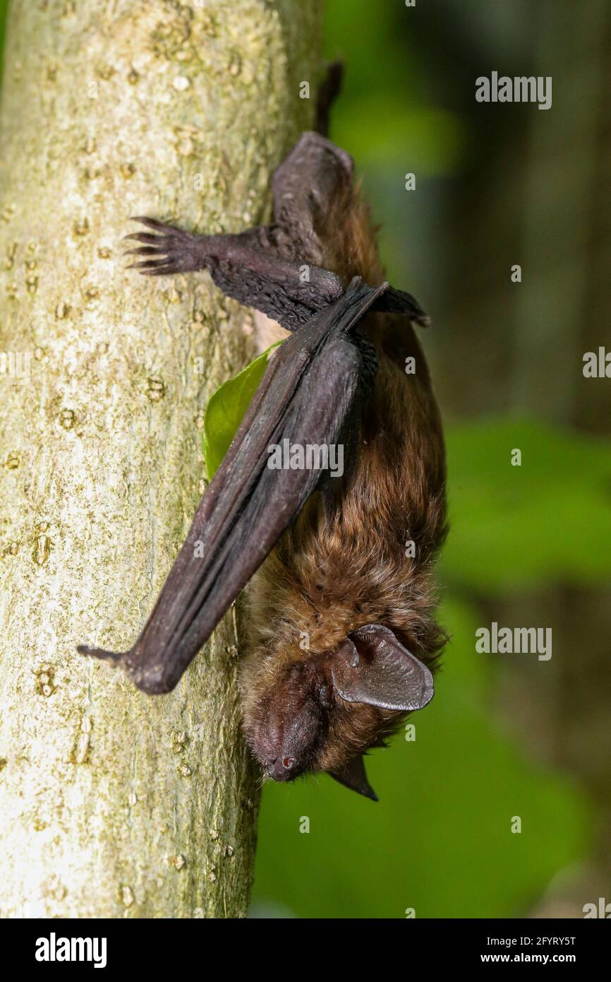Little Brown Urban Bat upside down at the bottom of a tall bush. Luke ...