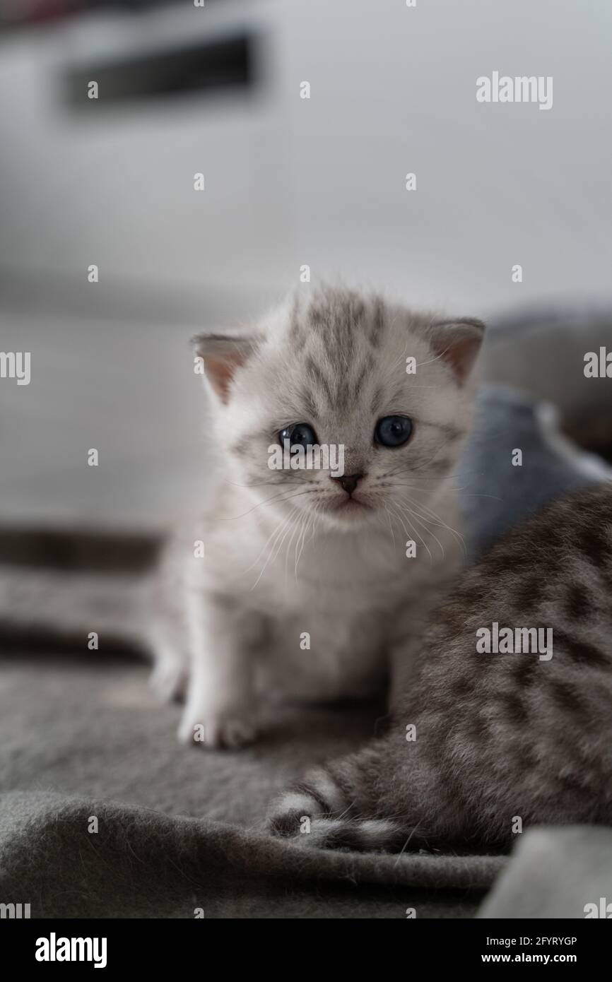 White Baby Kittens With Blue Eyes