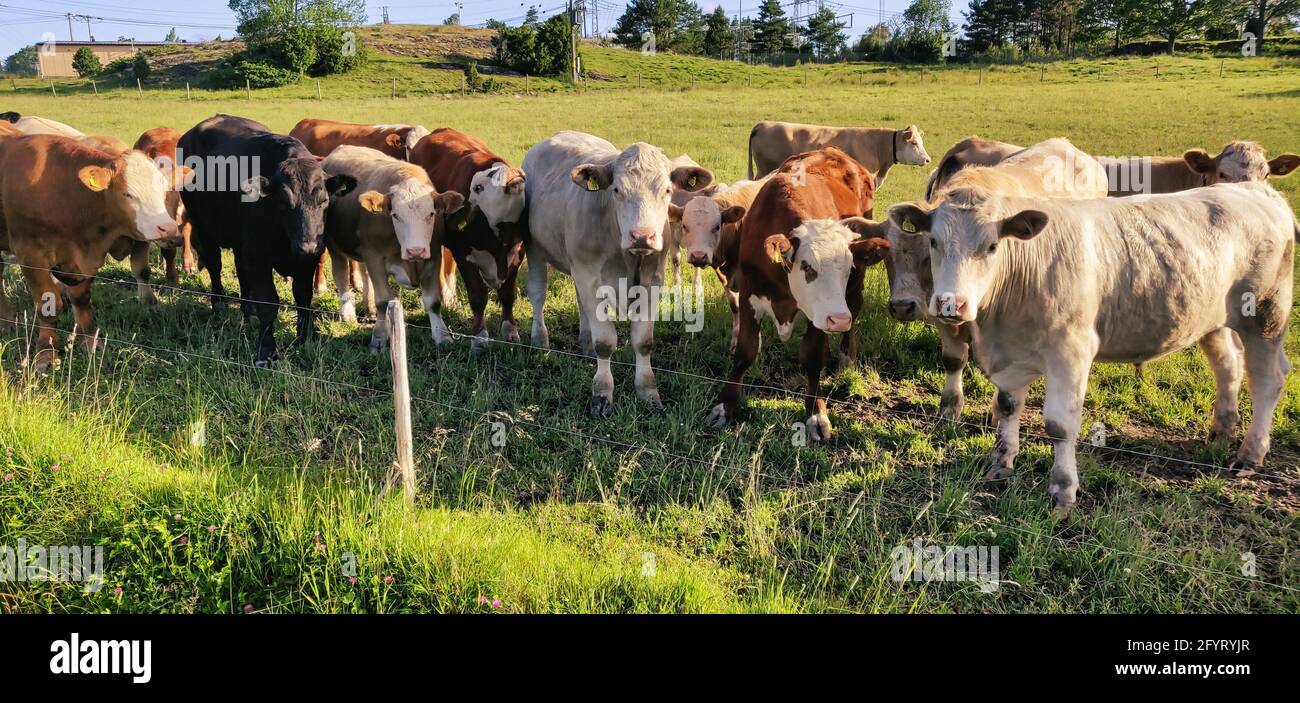 A closeup of cows in a rural field during daylight Stock Photo - Alamy